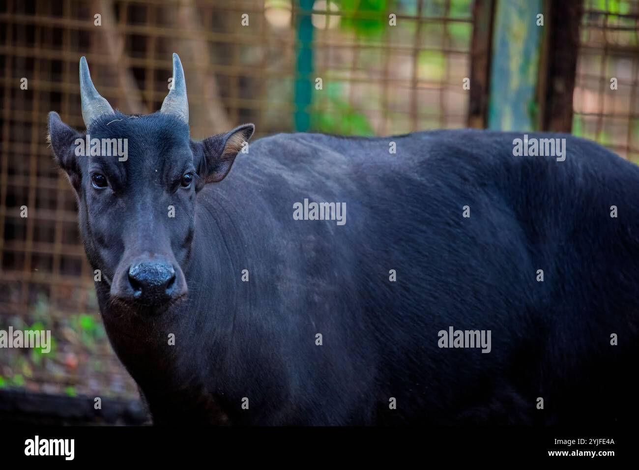 Anoa sulawesi hi-res stock photography and images - Alamy
