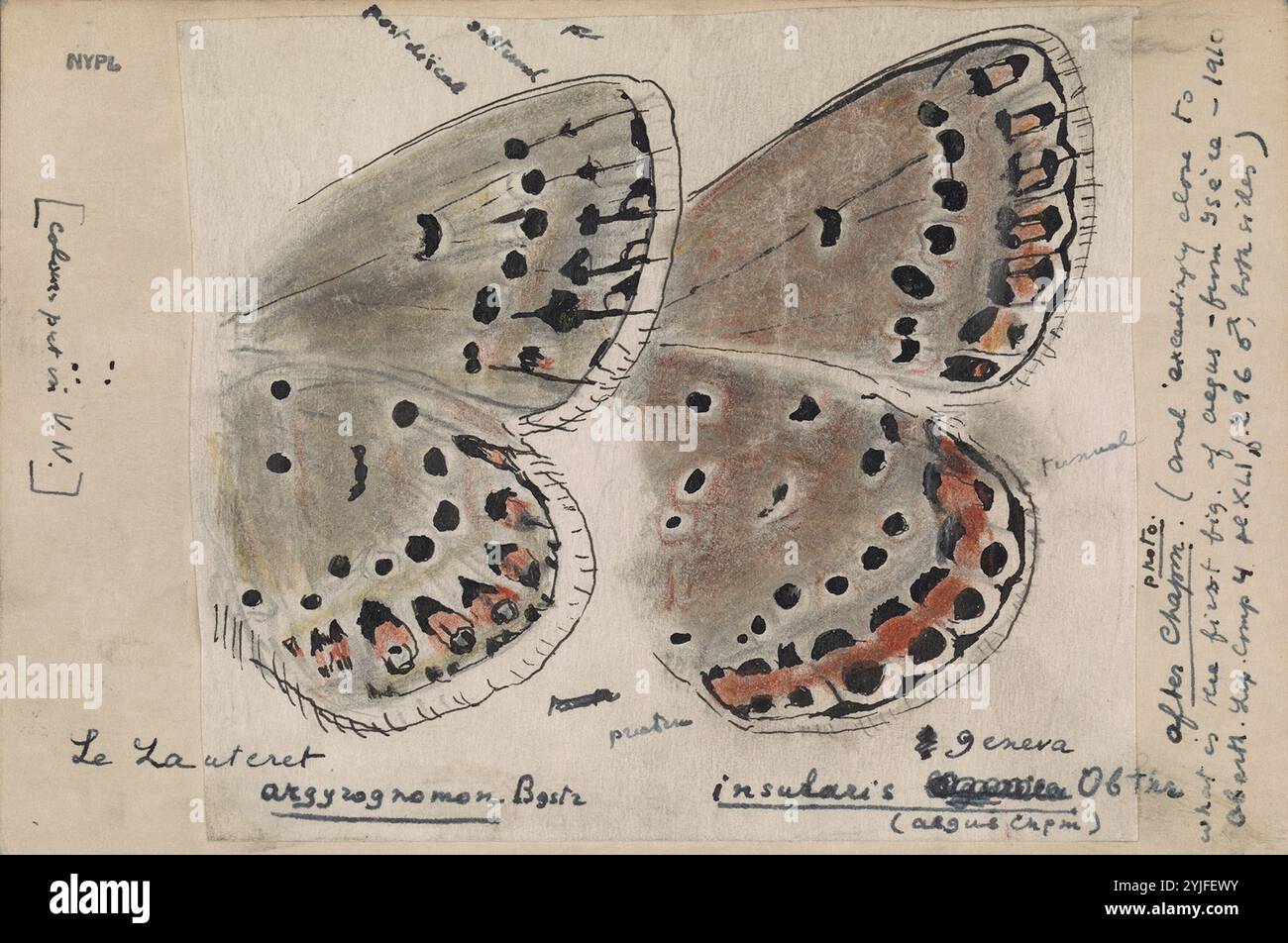 Vladimir nabokov butterfly hi-res stock photography and images - Alamy