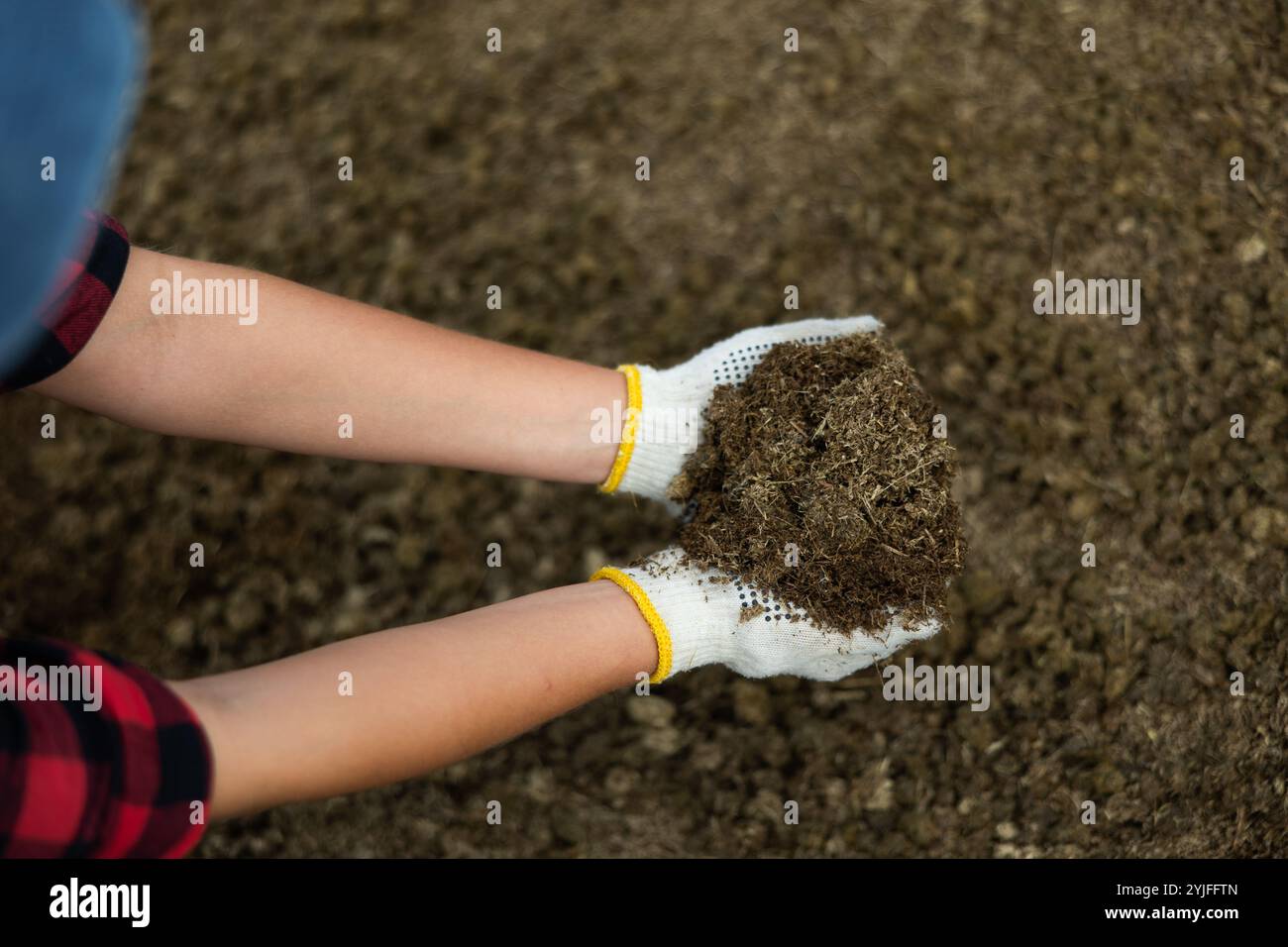 Dried and crushed manure in the hands of farmer Stock Photo - Alamy