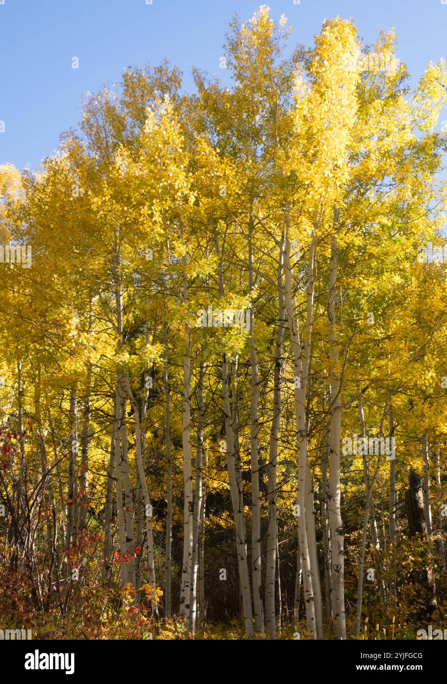 Stand of quaking aspen trees with golden leaves of autumn. Photographed ...