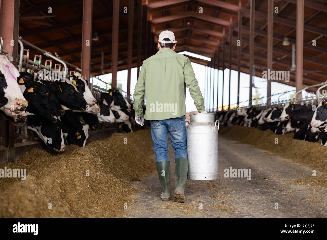 Rear view of farmer carrying milk churn along stalls with cows Stock ...