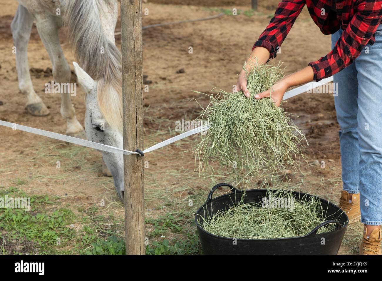 Fresh hay in woman hands for feeding racehorse on farm Stock Photo - Alamy