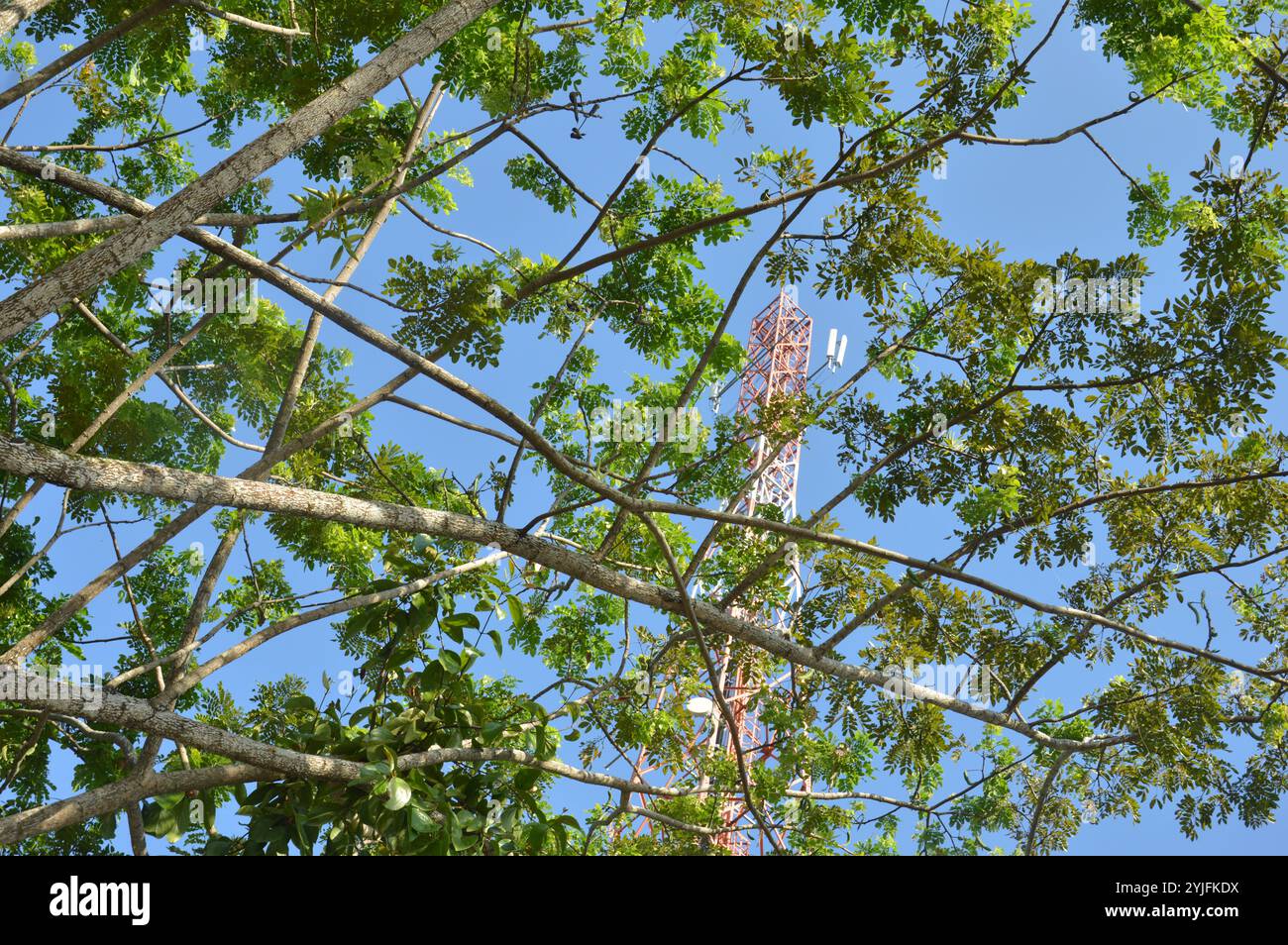 telecommunications tower behind a tree branch Stock Photo - Alamy