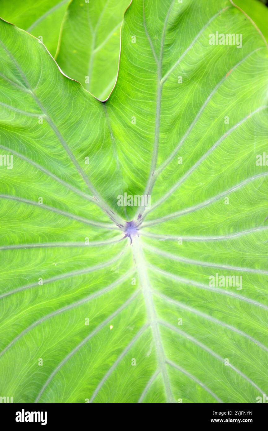 green taro leaf Stock Photo - Alamy