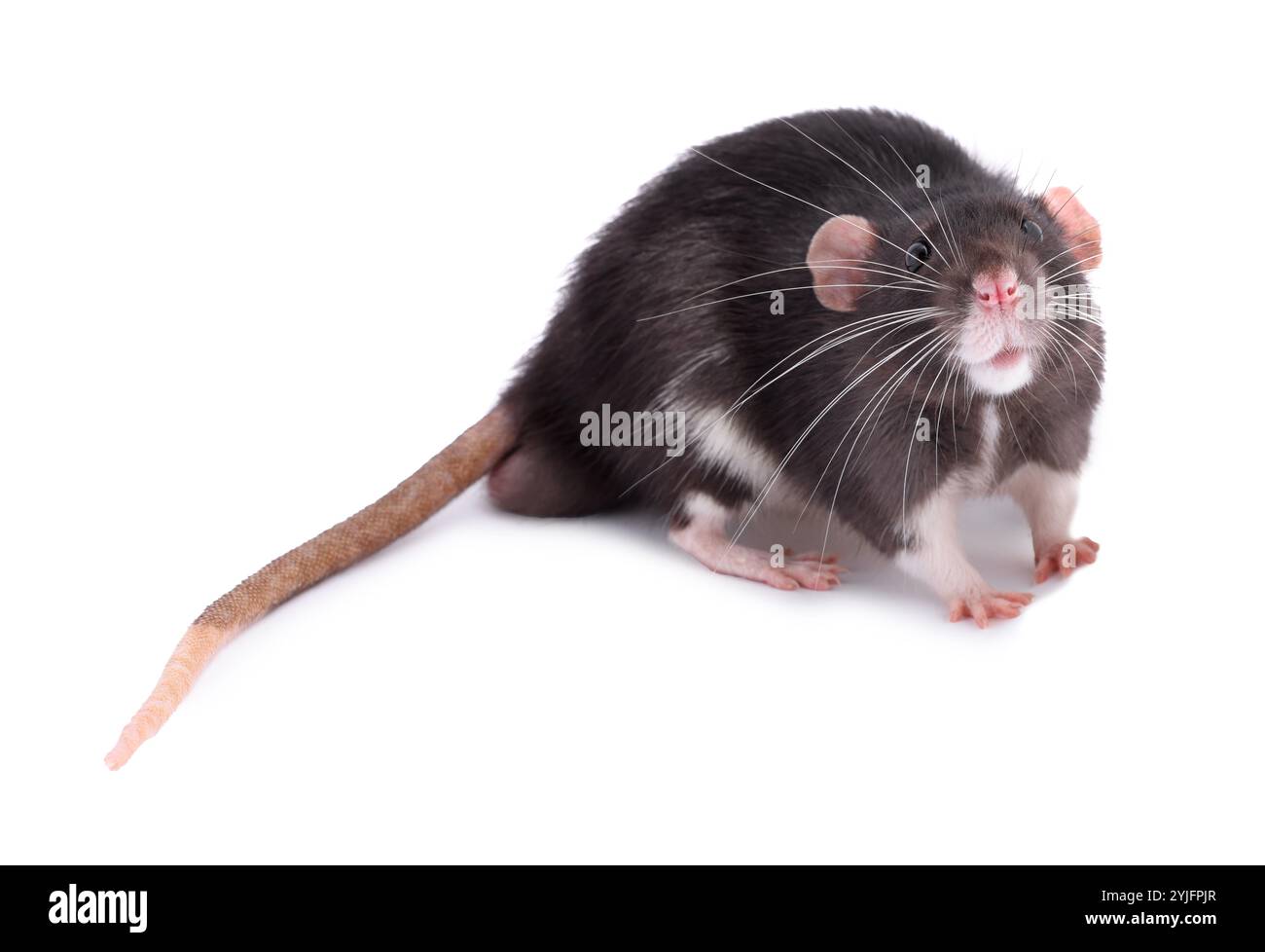 One rat on white background. Cute rodent Stock Photo - Alamy