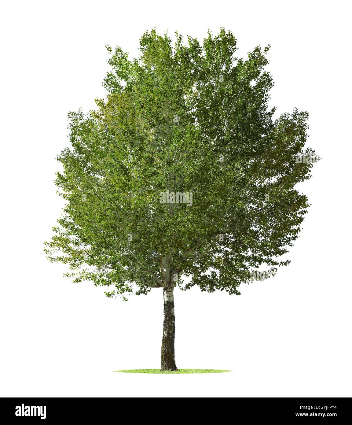 One tree with green leaves isolated on white Stock Photo - Alamy