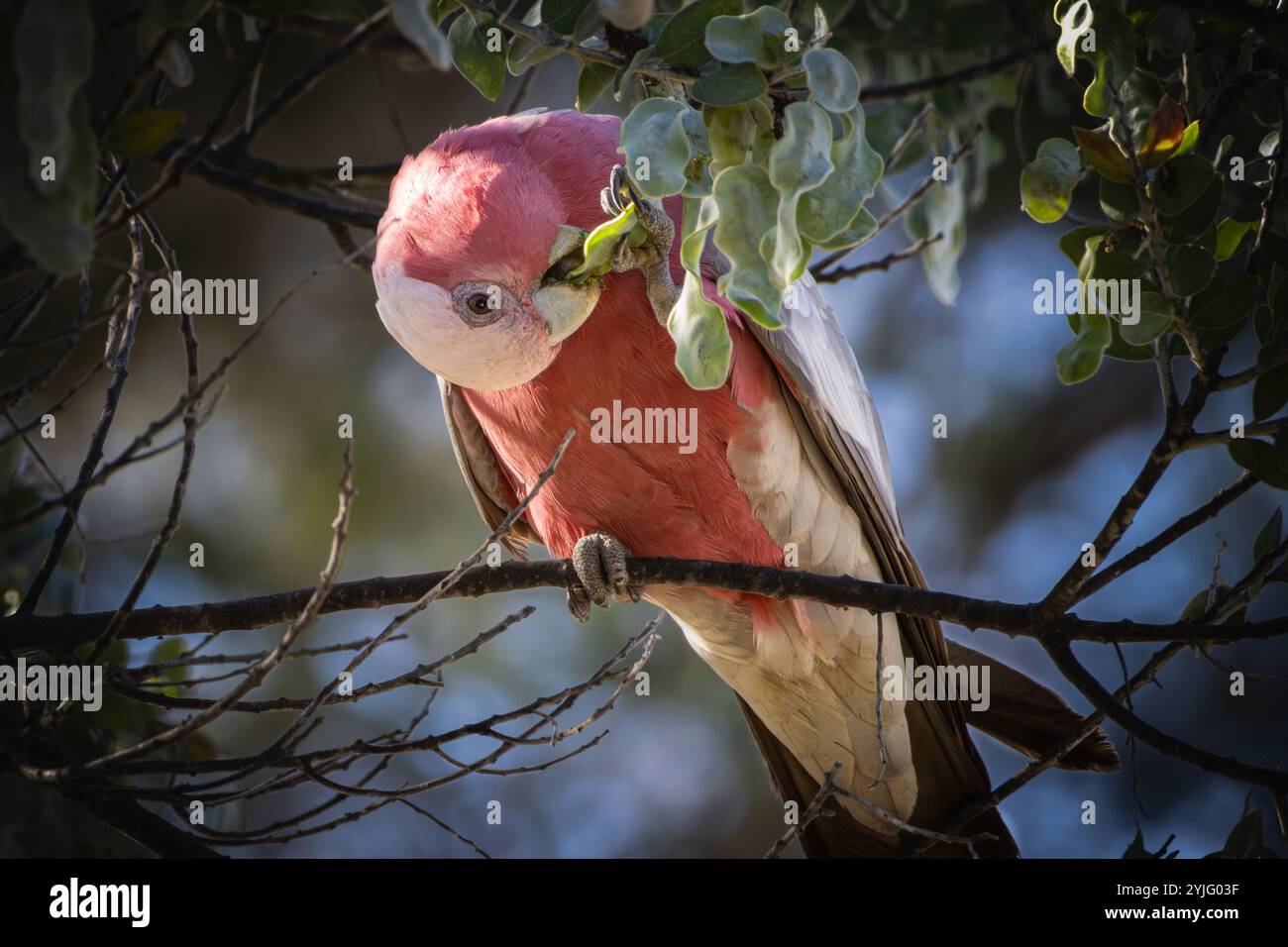 Galah in a tree hi-res stock photography and images - Alamy