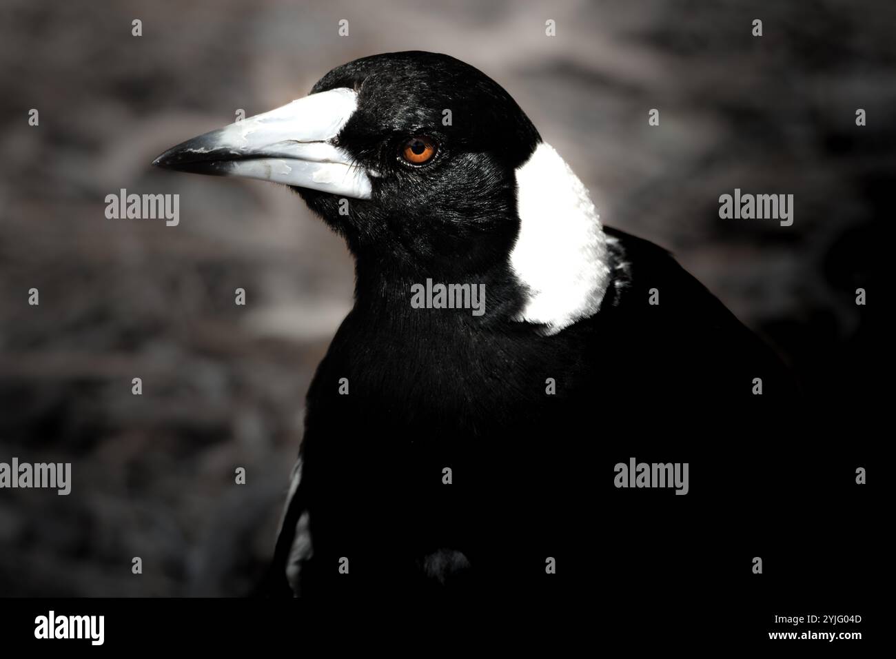 Australian magpie close hi-res stock photography and images - Alamy