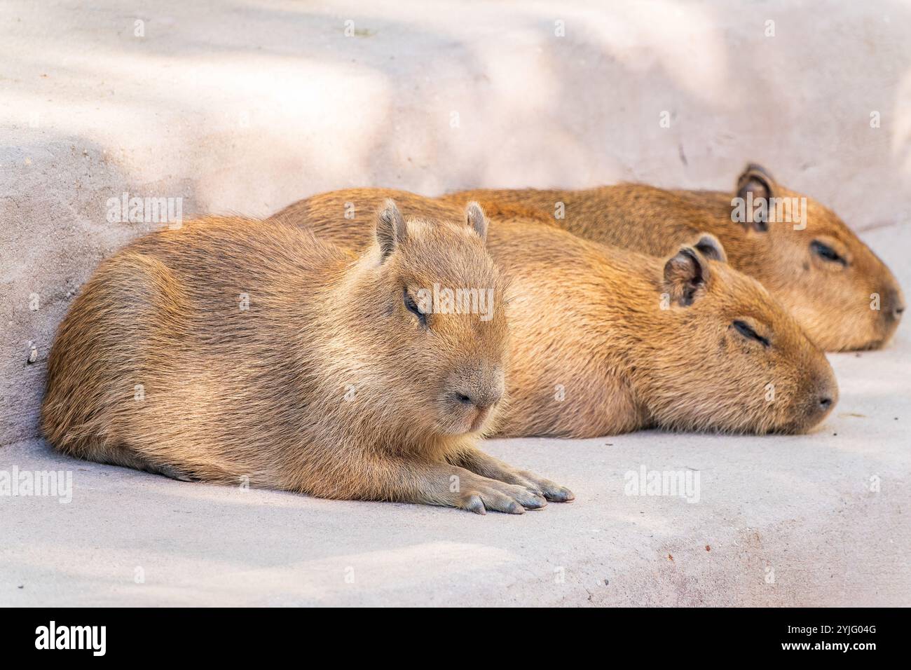 Capybara hydrochoeris hydrochaeris south hi-res stock photography and ...