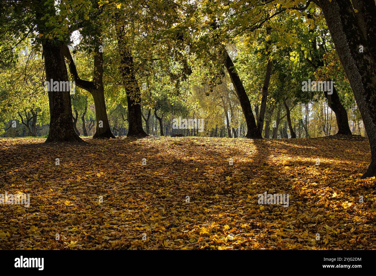 Sun-drenched autumn forest with golden leaves carpeting the ground and ...