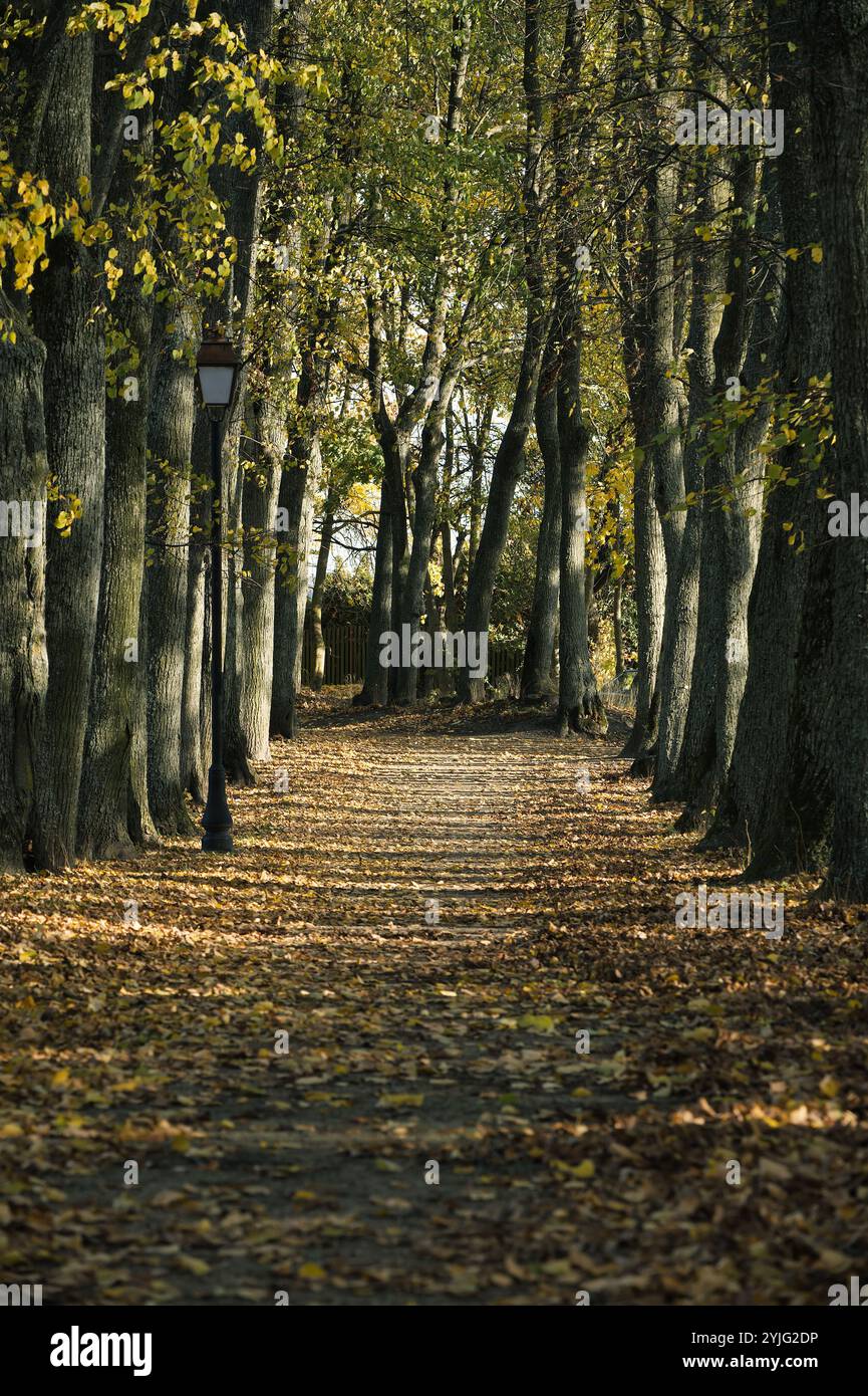 Serene autumn pathway lined with tall trees and scattered fallen leaves ...