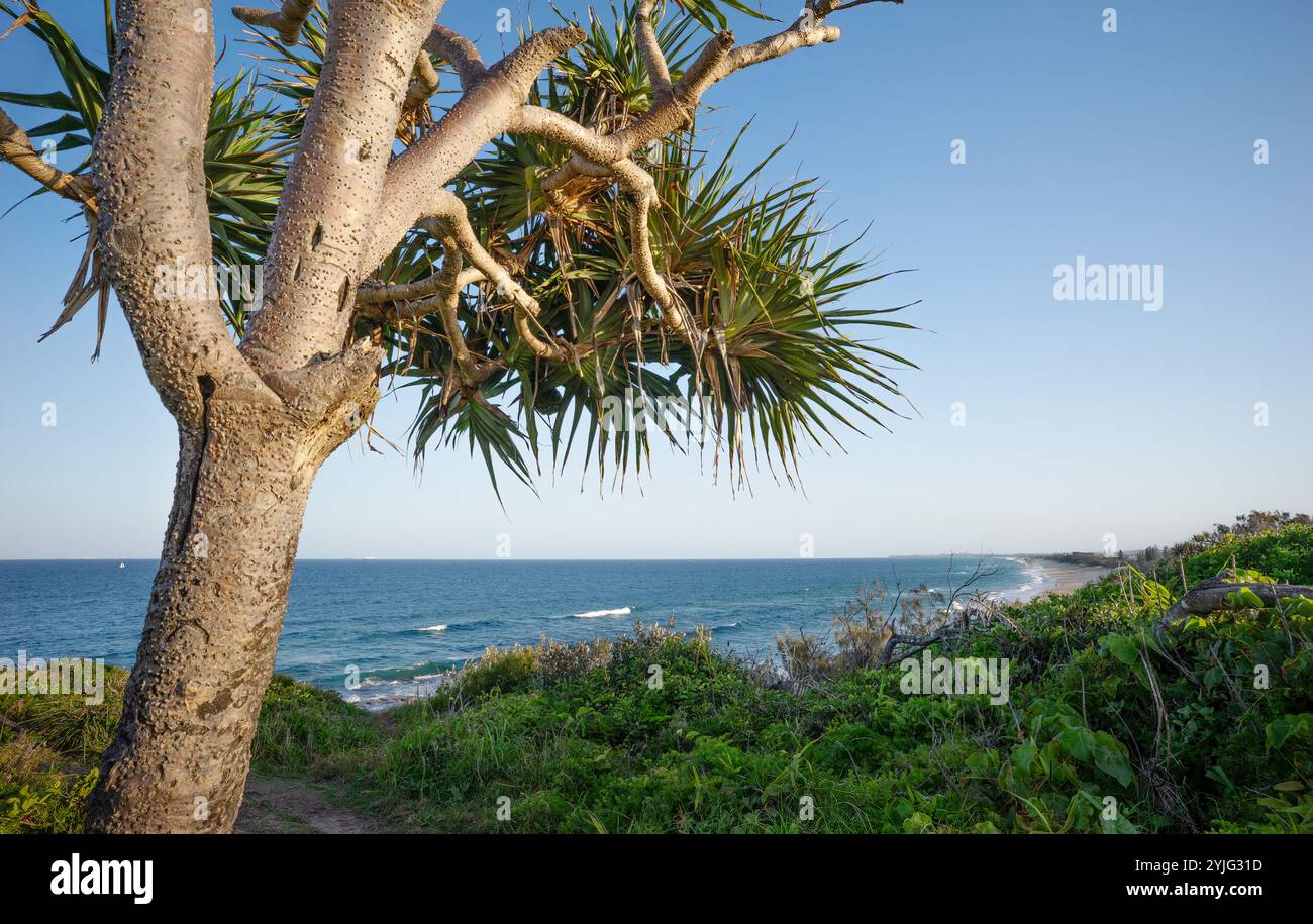 Pandanus palm Point Cartwright Lookout looking towards Caloundra along ...