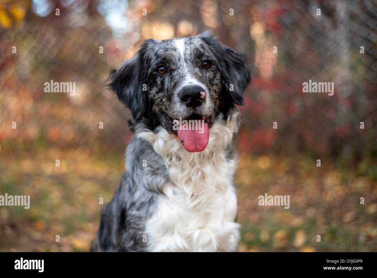 Springer spanial cross hi-res stock photography and images - Alamy