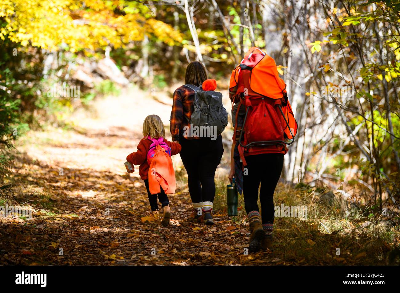 Person hiking in autumn foliage in eastern canada hi-res stock ...