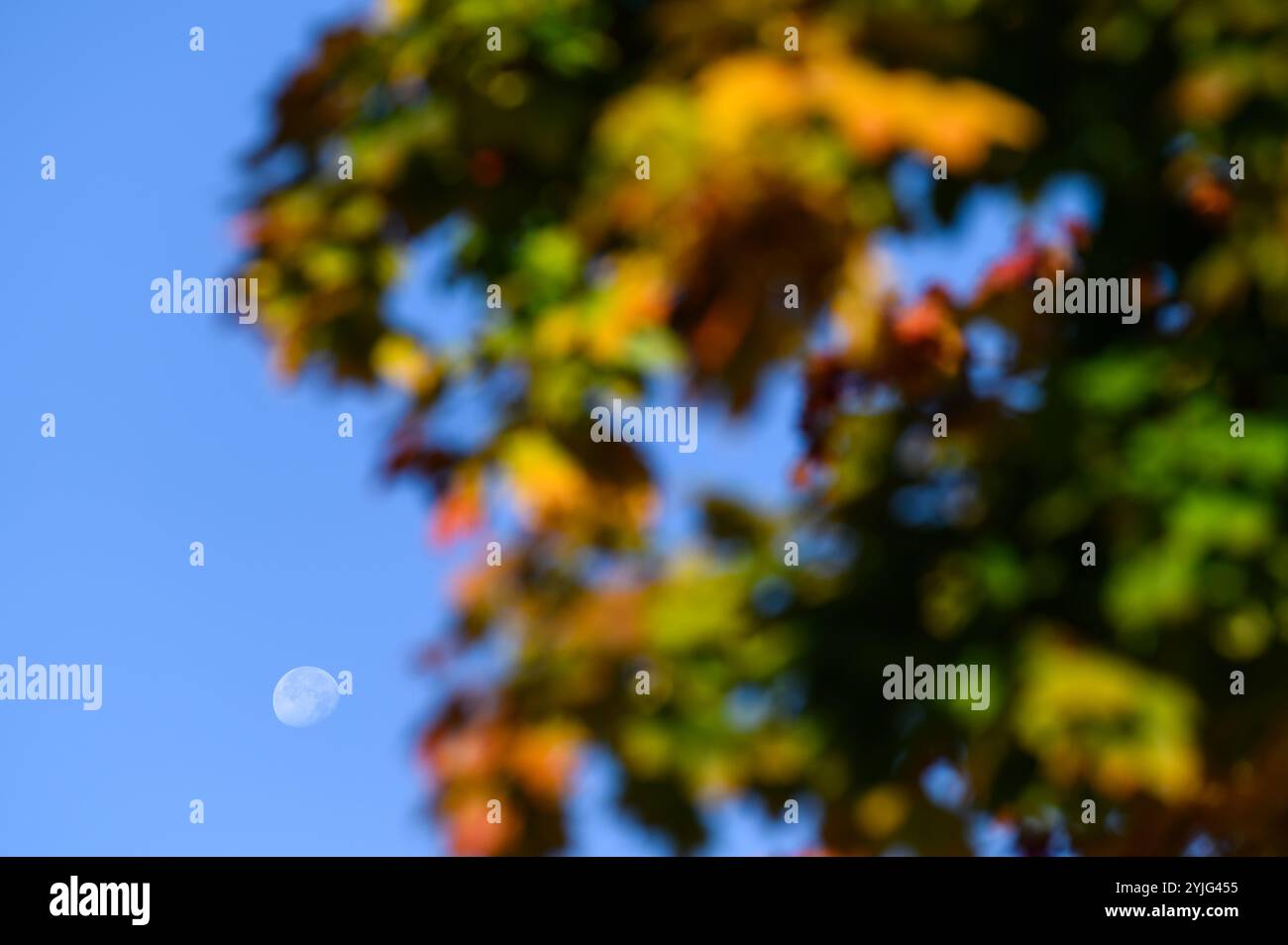 Photo showing the changing of seasons hi-res stock photography and ...