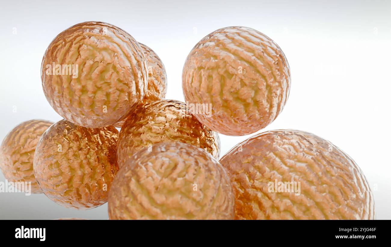 Fat cells isolated, white adipocyte and lipocyte, cholesterol in a ...