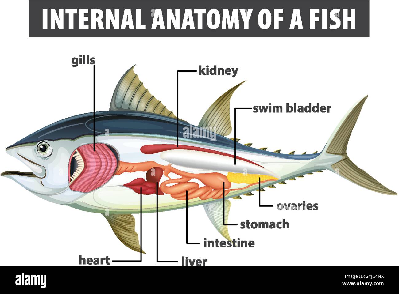 Detailed illustration of fish internal organs Stock Vector Image & Art ...