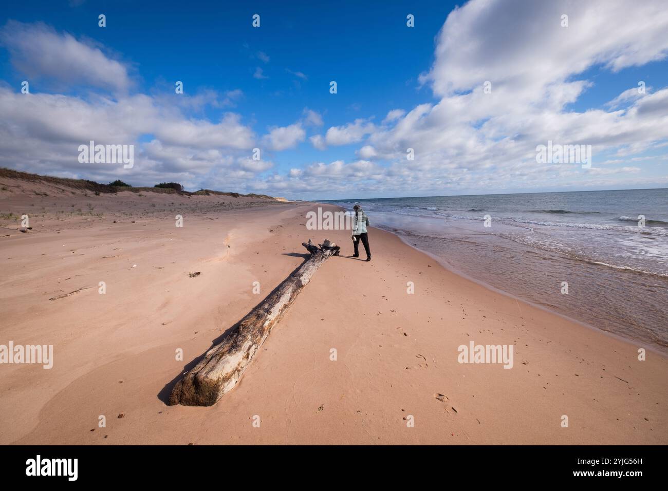 Woman strolls along the Singing Sands of the beach at Basin Head ...