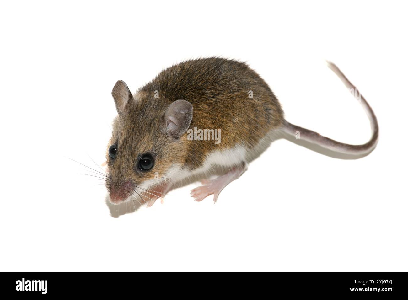 White footed deer mice hi-res stock photography and images - Alamy