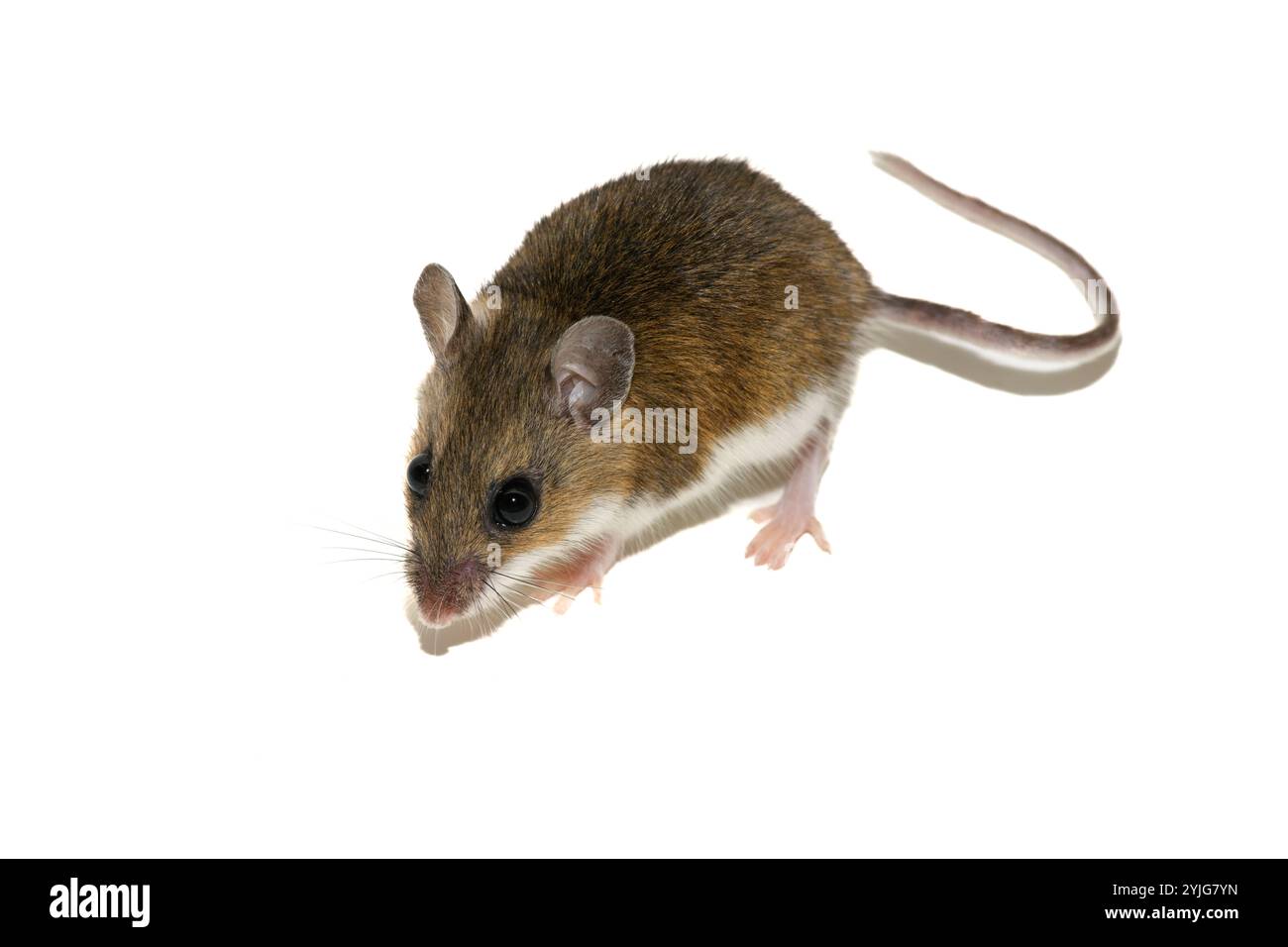 White footed deer mice hi-res stock photography and images - Alamy