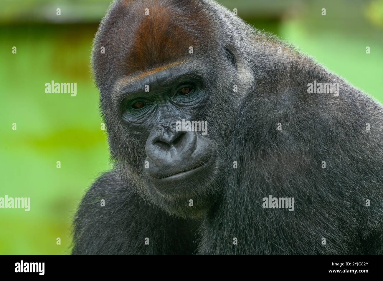 Male Adult Silverback Gorilla Closeup (gorilla, gorilla, gorilla Stock ...