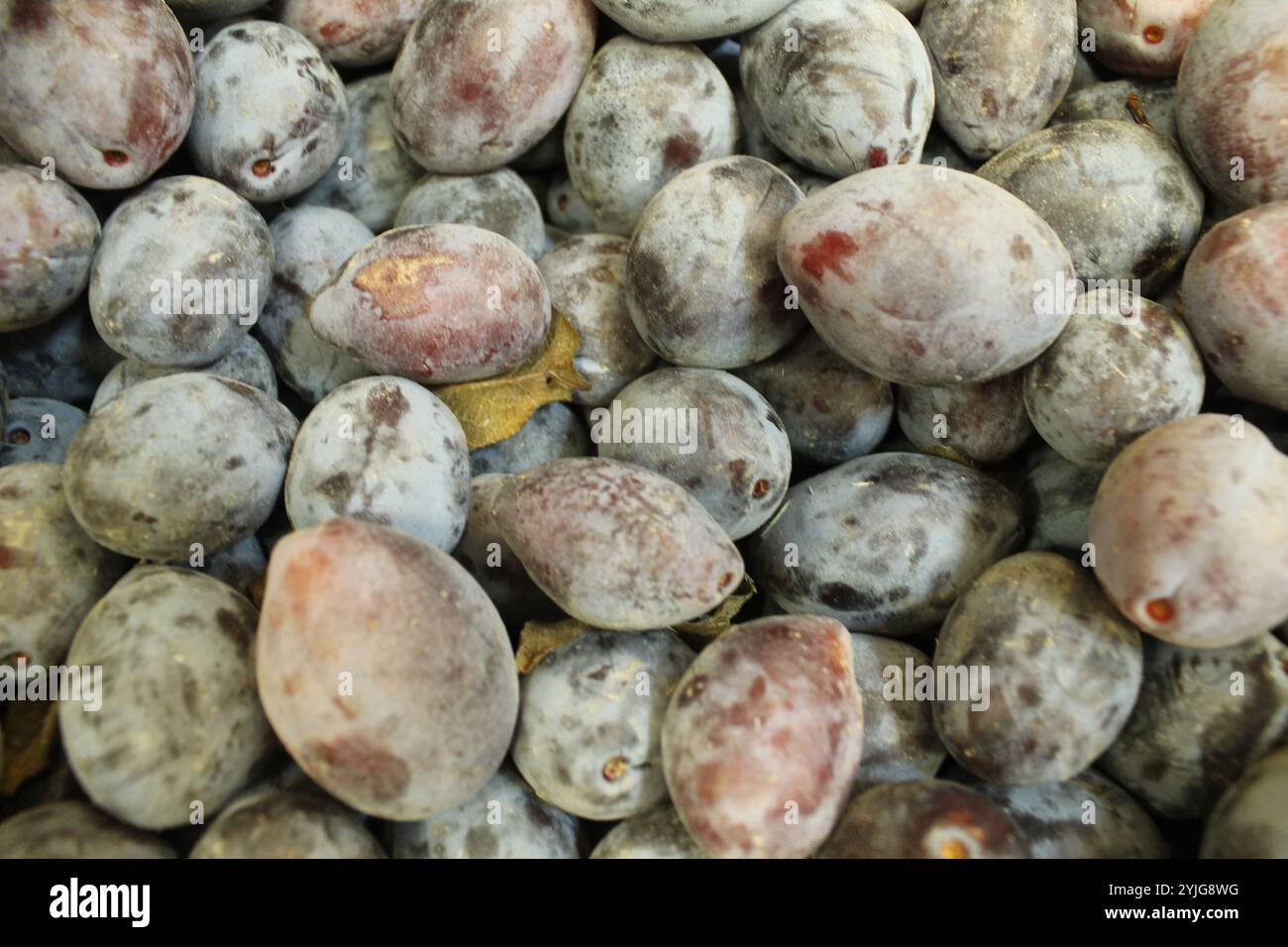 Dark green plums close-up upper angle. Food plum background Stock Photo ...