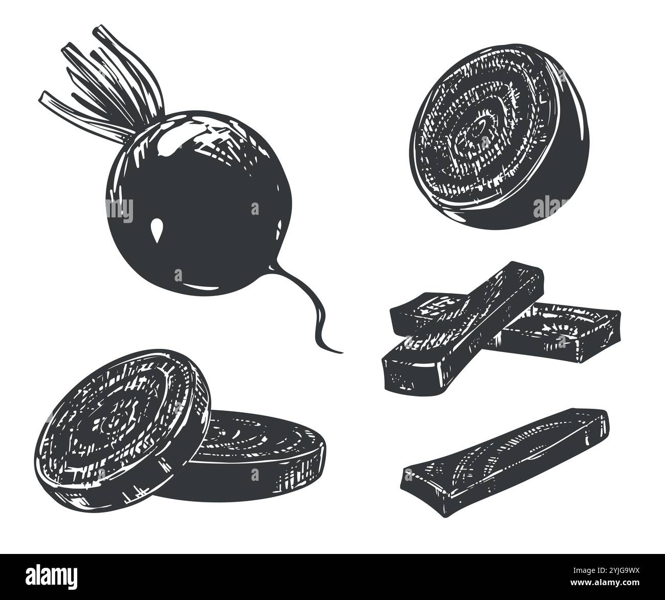 Beetroot big set. Line sketch of whole vegetable, piece, half and ...