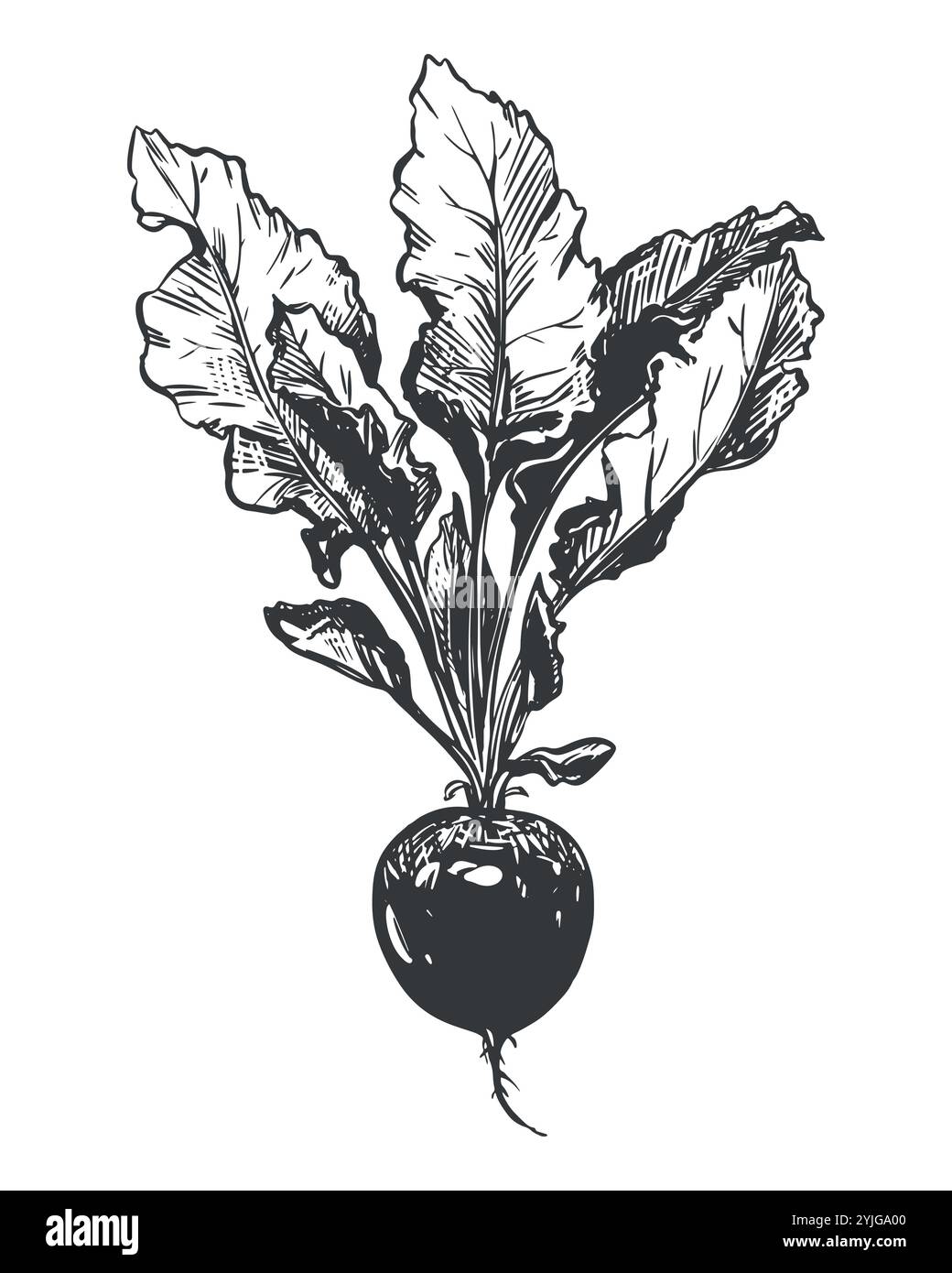 Beetroot linear sketch on white background. Vector drawing of root ...
