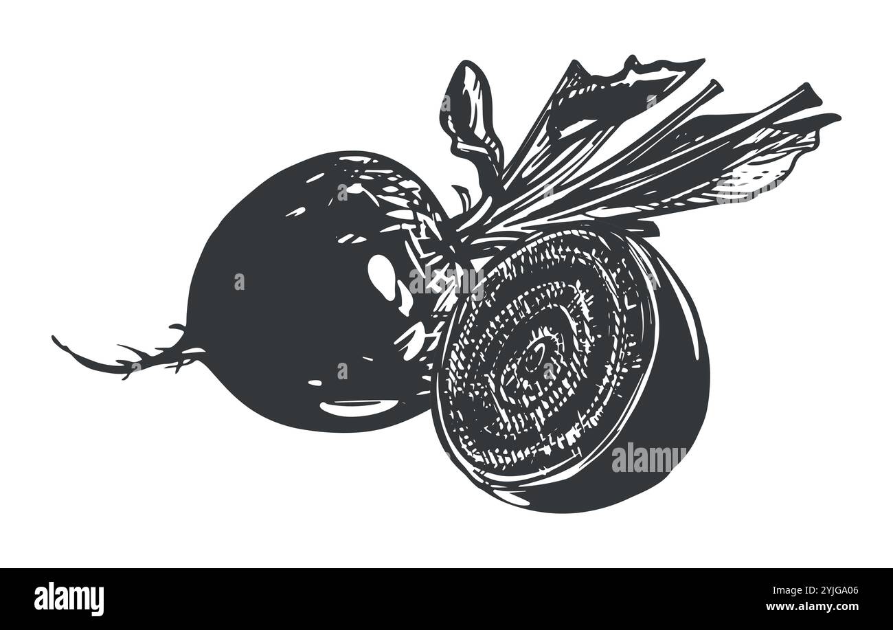 Composition of a whole beetroot and a half. Line sketch in the style of ...