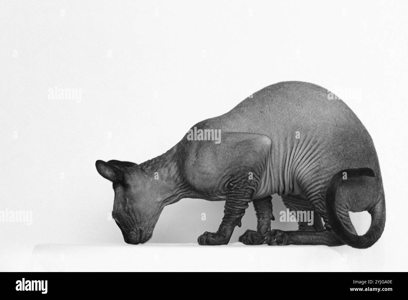 Sphynx Cat, Hairless Cat Photoshoot Stock Photo - Alamy