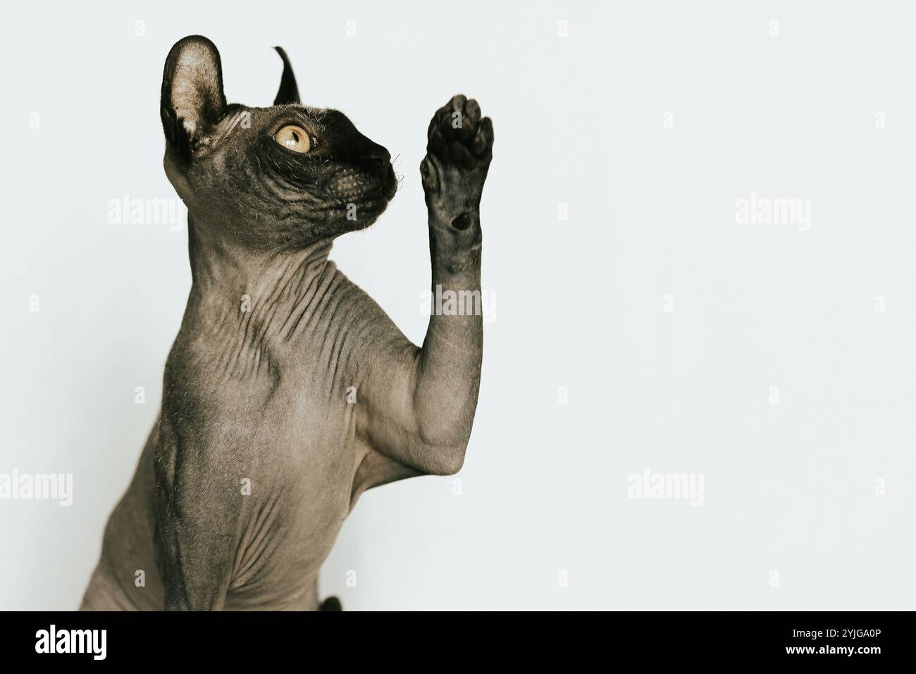 Cat doing human gesture hi-res stock photography and images - Alamy