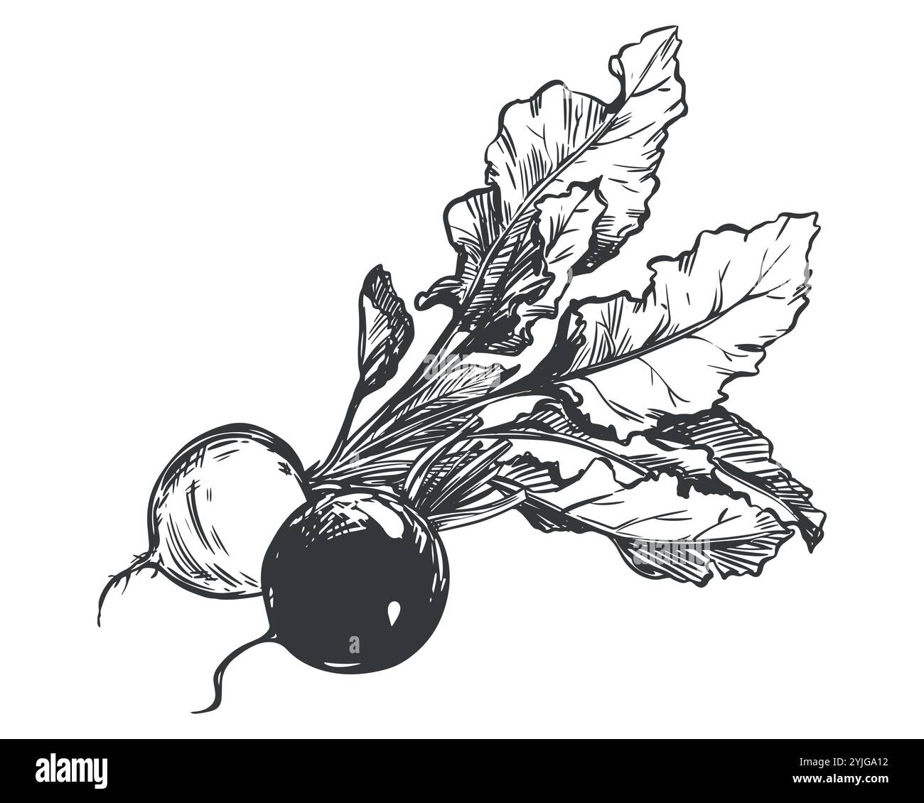 Beetroot composition. Linear sketch in engraving style. Root vegetables ...