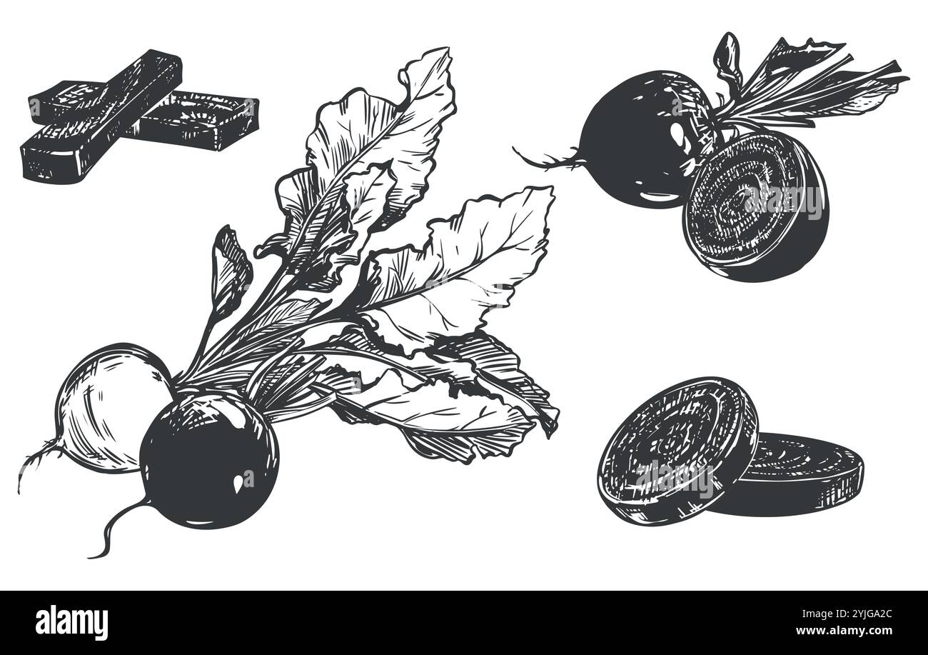 Beetroot big set. Line sketch of whole vegetable, piece, half and ...