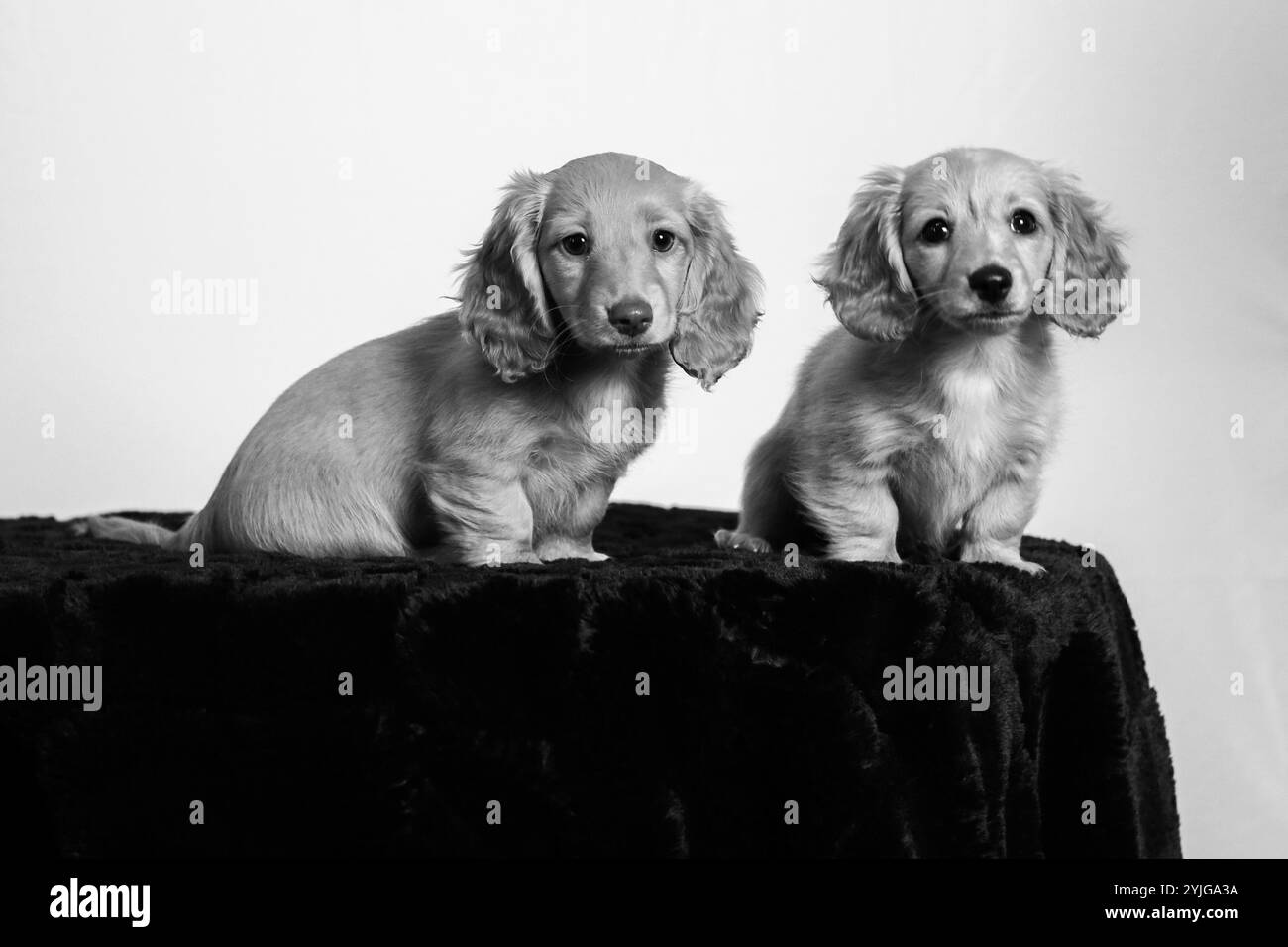 Family puppy photoshoot hi-res stock photography and images - Alamy