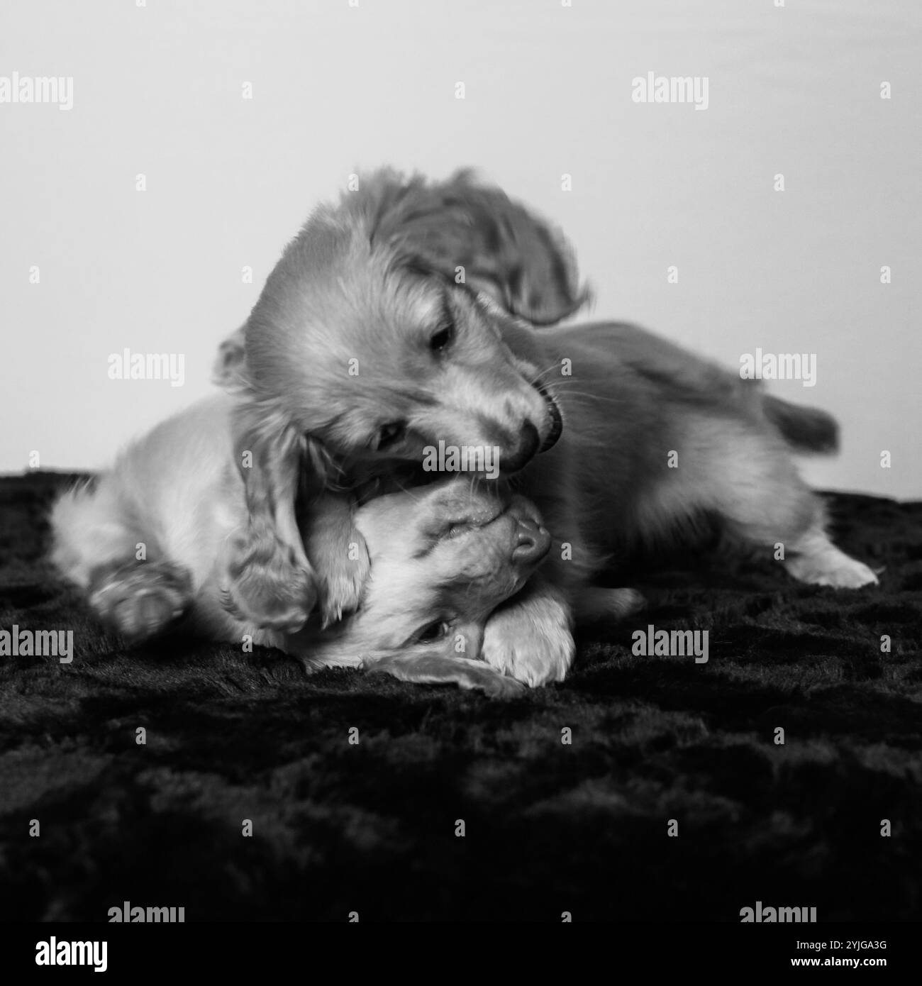 Black tan dachshund dog Black and White Stock Photos & Images - Alamy