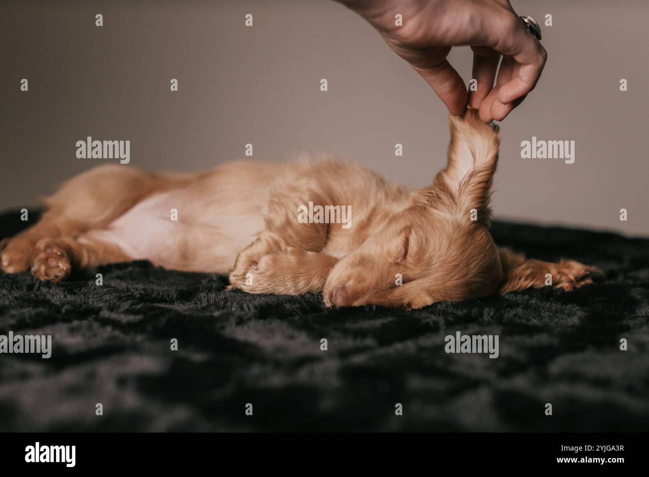 Sleepy Dachshund Puppy Weiner Dog Stock Photo - Alamy