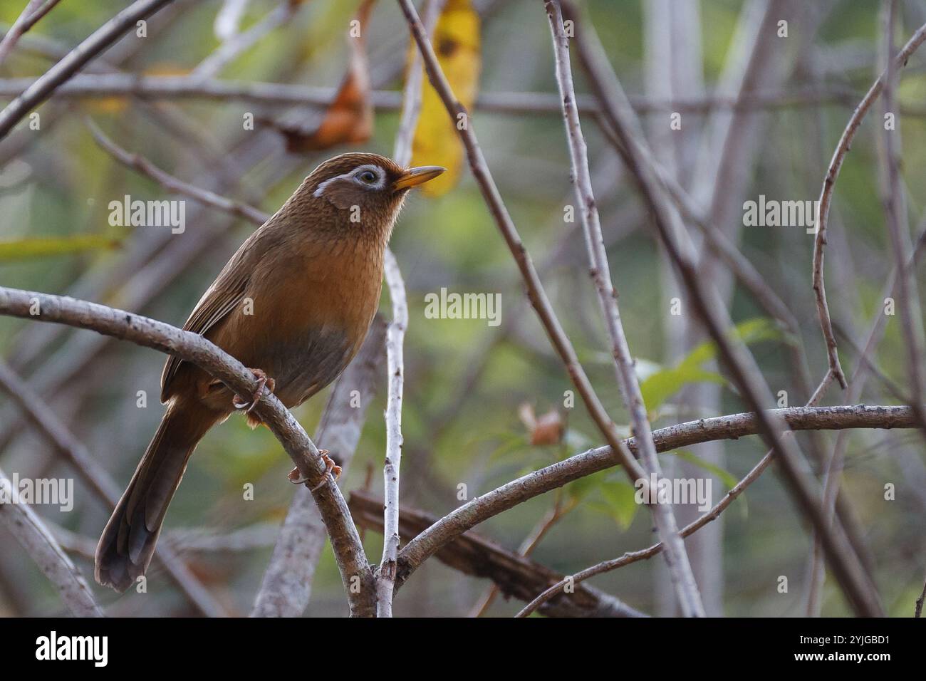 A Chinese hwahei or melodious laughingthrush (Garrulax canorus) in a ...