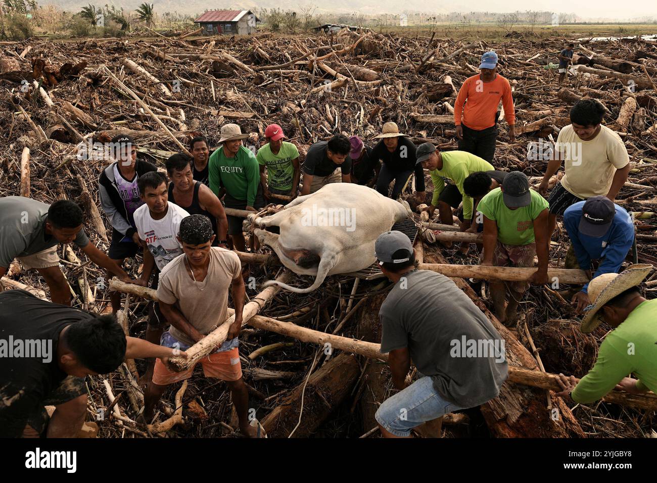 Residents rescue a trapped cow among debris of logs washed by flood ...