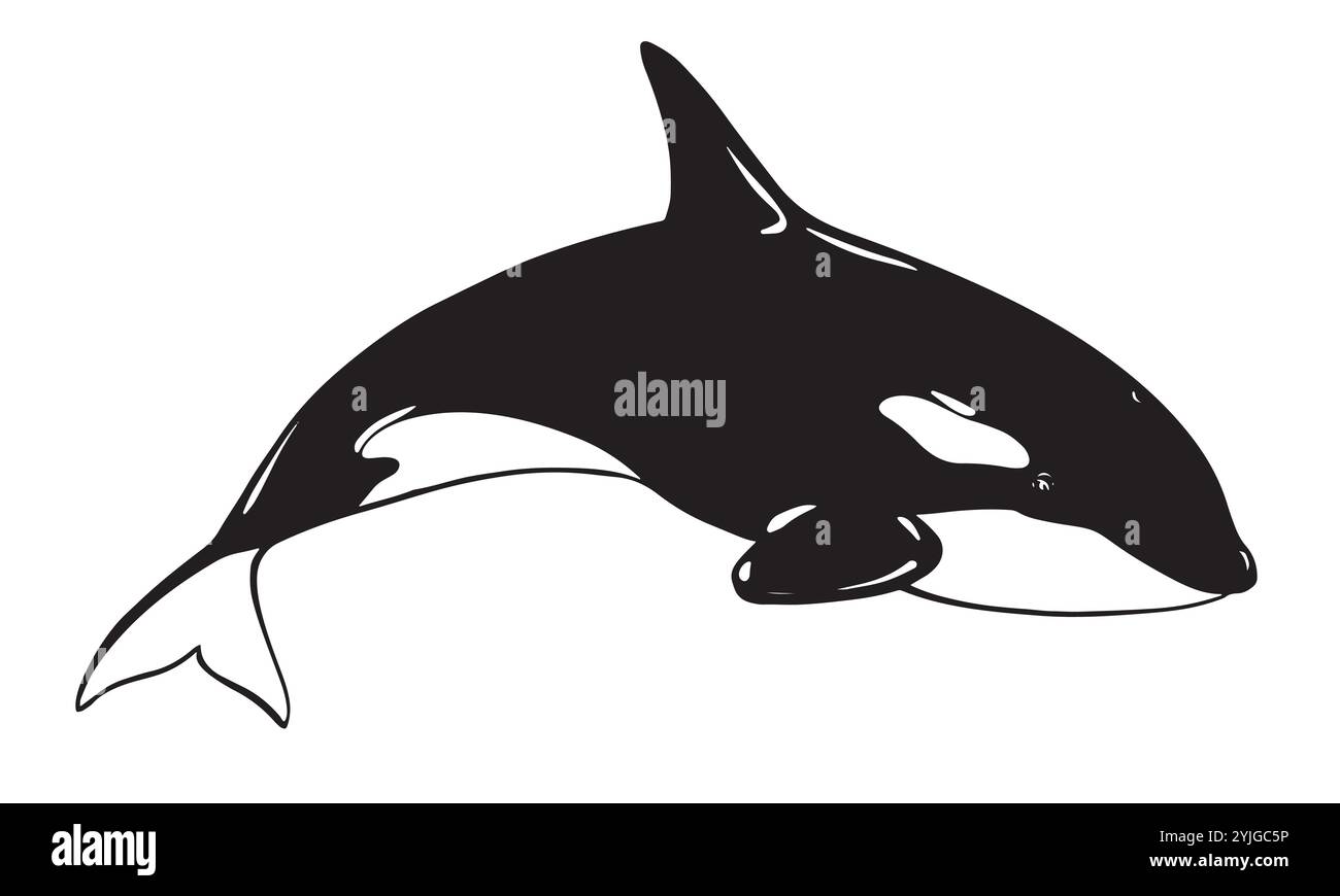 Killer whale sea animal vector logo. Stylized illustration of Orca ...