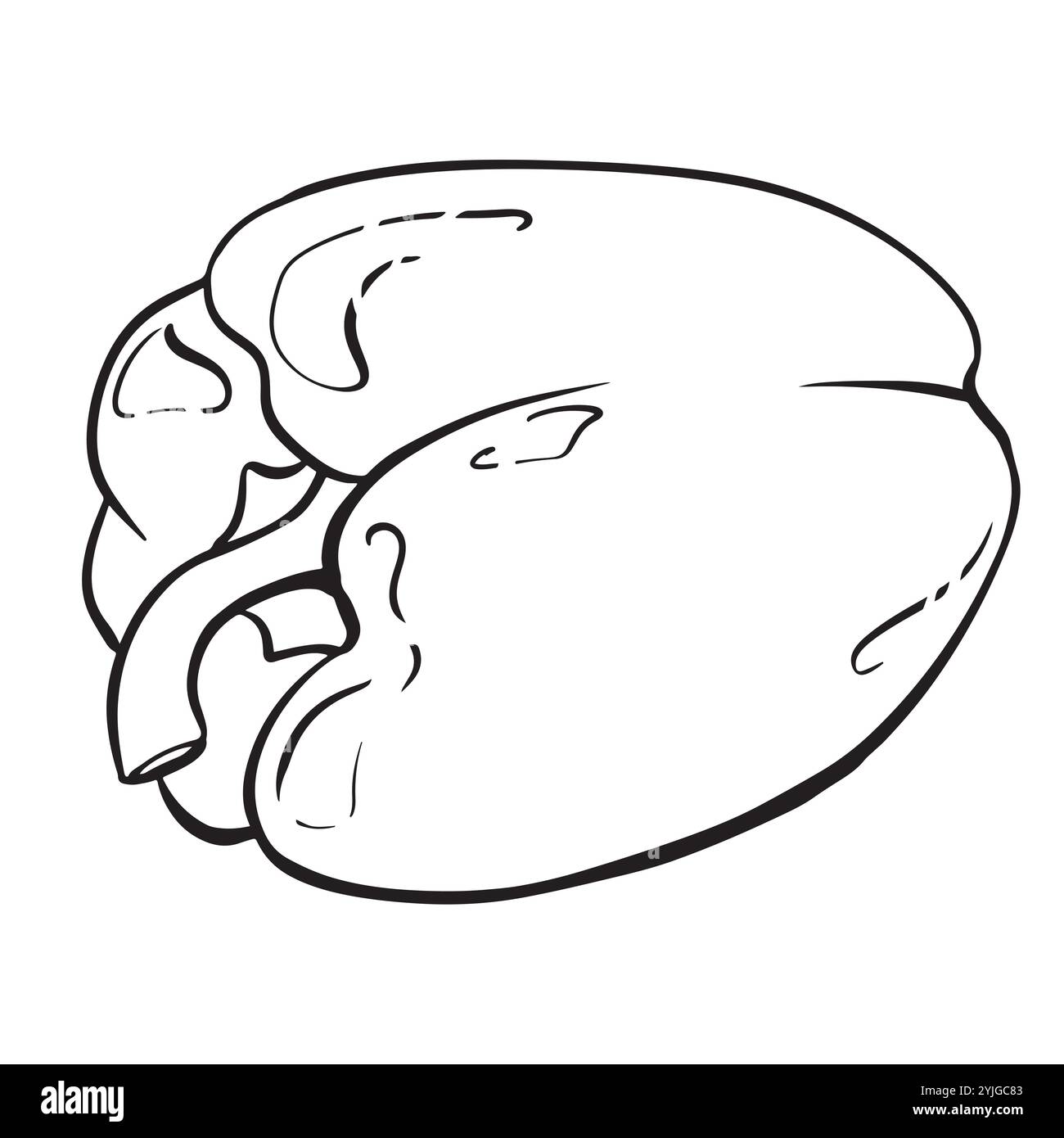 Linear sketch of paprika. Vector bell pepper. Black ink drawing of ...