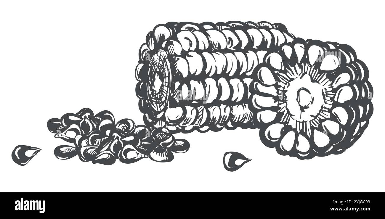 Vector composition of corn cobs and kernels. Line sketch of maize lying ...
