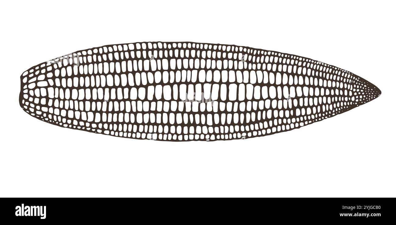 Vector illustration of corn cob. Old drawing in retro engraving style ...