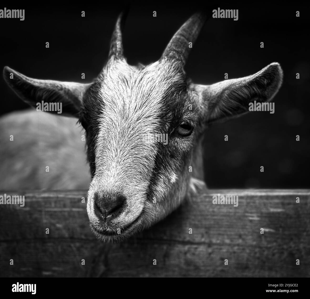 Content looking Black and White Stock Photos & Images - Alamy