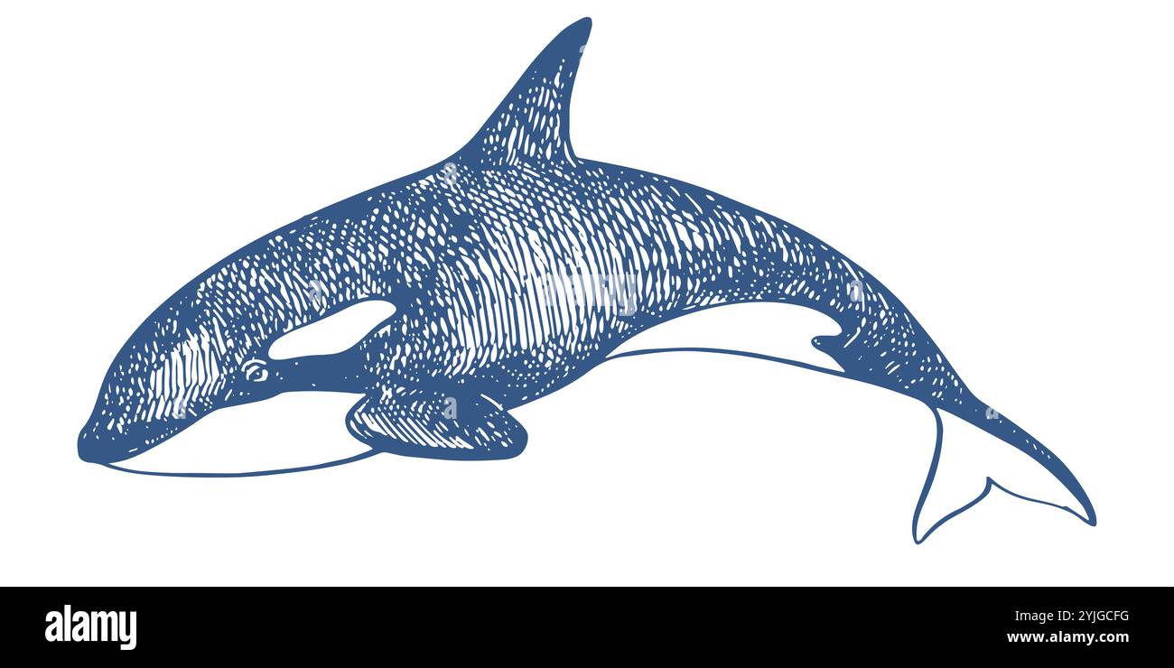 Killer whale sea animal linear sketch. Vector illustration Orca. Killer ...