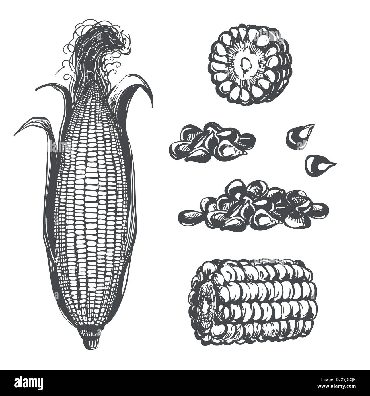 Corn vector set. Line sketch of whole maize cob with leaves, pieces and ...