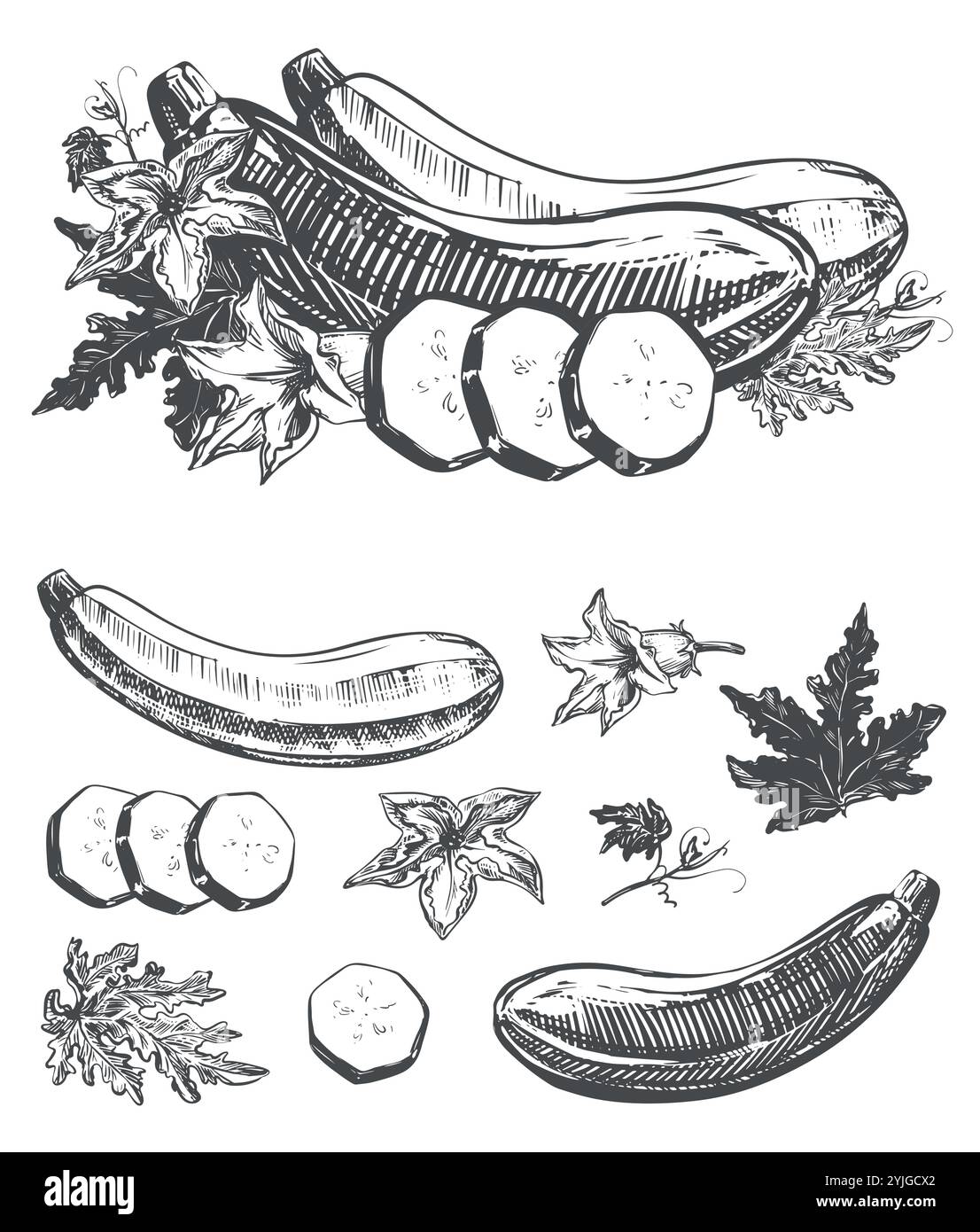 Vector set with zucchini. Ripe vegetable, leaves, flowers, pieces in ...