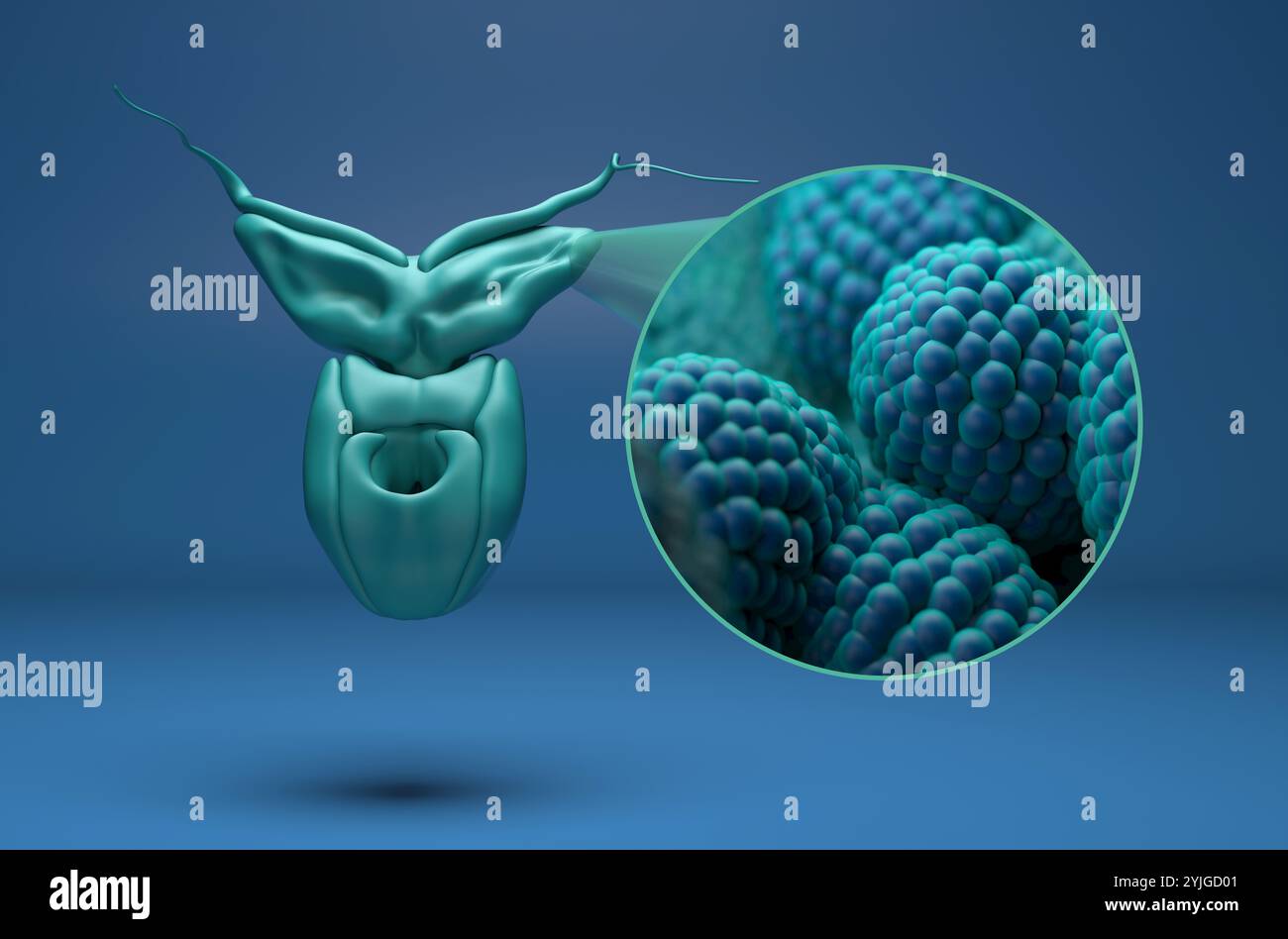 Prostate cancer cells in the prostatic glandular epithelium - isometric view 3d illustration ...