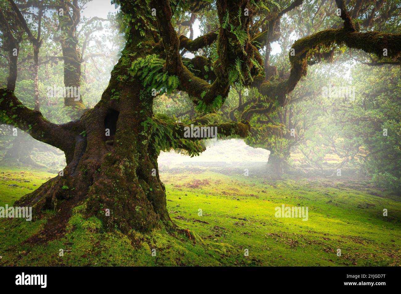 Landscape with the forest of Fanal, Madeira island, Portugal Stock ...