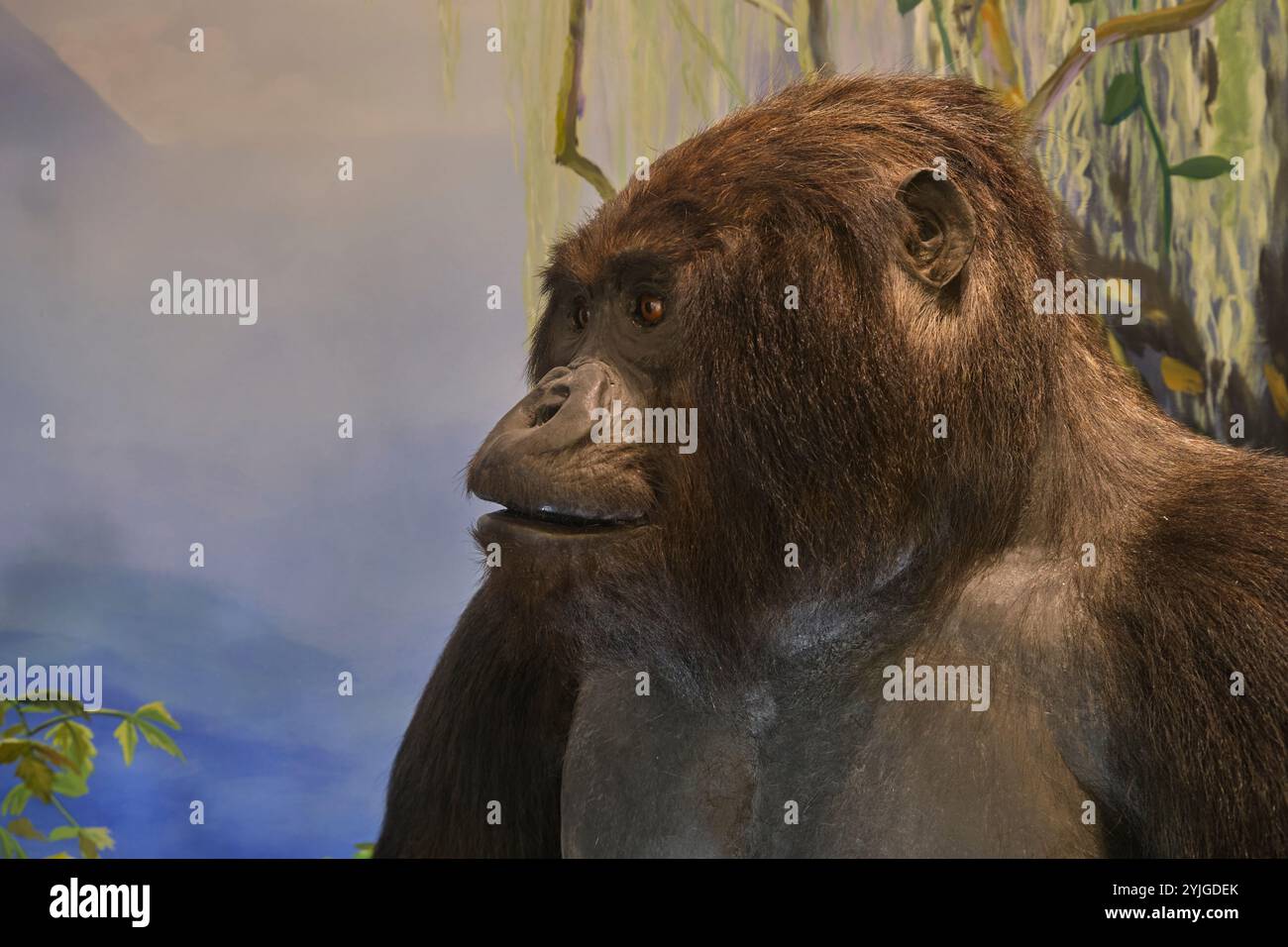 Profile head of a Gorilla in the forest. An African diorama at the ...