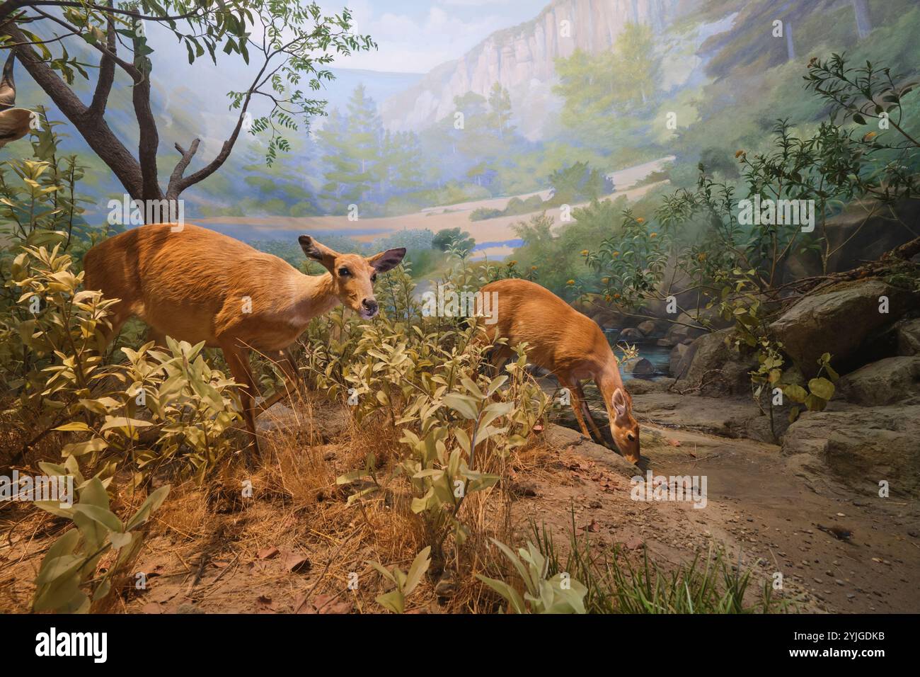 Bushbuck deer, looking for food in the forest. An African diorama at ...
